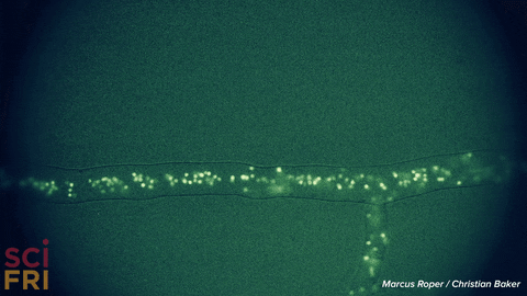 Growth Microscope GIF by Science Friday - Find & Share on GIPHY