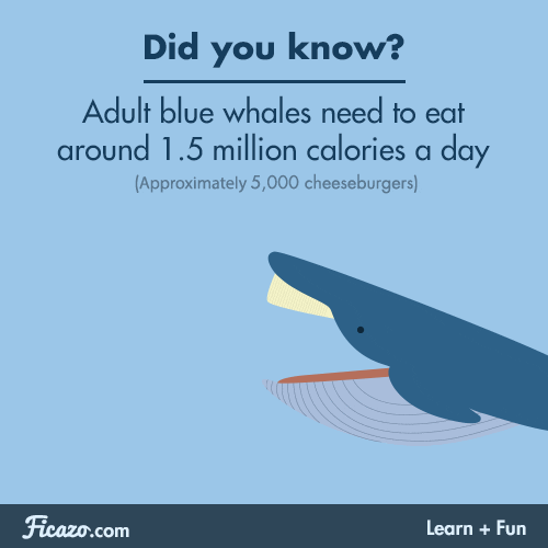 Facts GIFs Find Share On GIPHY Facts GIFs Find Share On GIPHY