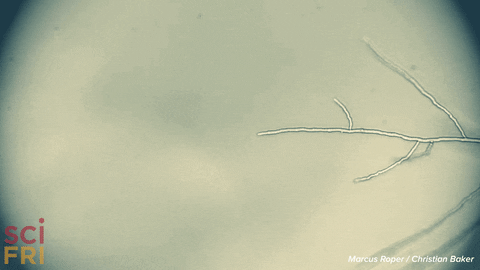 Growth Microscope GIF by Science Friday - Find & Share on GIPHY