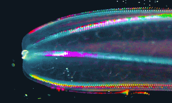 Plankton By Caitlin Burns Find And Share On Giphy