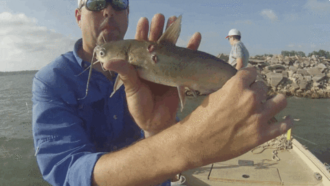 Fishing GIF - Find & Share on GIPHY