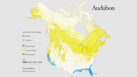 Tree Swallow GIF by audubon - Find & Share on GIPHY