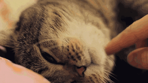 Angry Cat GIF - Find & Share on GIPHY