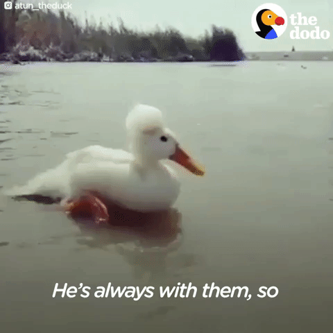 Duck GIF by The Dodo - Find & Share on GIPHY