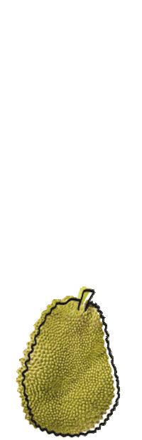 Jackfruit Jackfruitoriginal Sticker by Fairtrade Original for iOS ...
