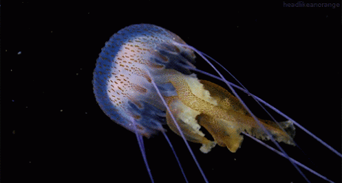 Jellyfish GIF - Find & Share on GIPHY