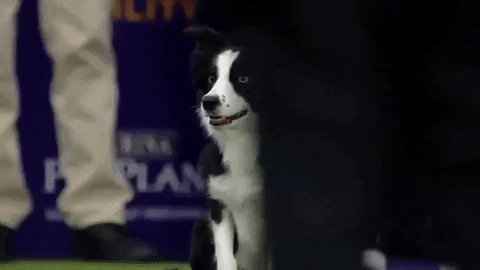 Border Collie Agility GIF by Westminster Kennel Club - Find & Share on ...