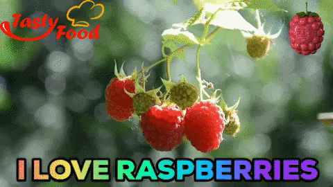 Fruits Raspberries Gif By Gif - Find & Share on GIPHY