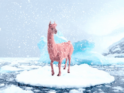 Pink Winter GIF by Jules Mumm - Find & Share on GIPHY
