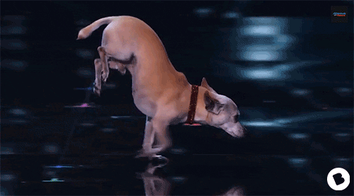 Dog Tricks GIFs - Find & Share on GIPHY