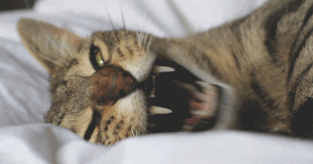 Yawning Animated Gif