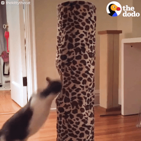 Leap GIF by The Dodo - Find & Share on GIPHY