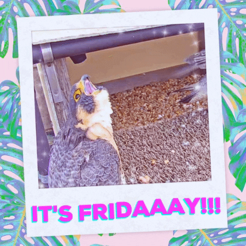 Friday Bird GIF by College of Natural Sciences, UT Austin - Find ...