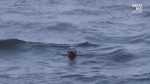 On My Way Swimming GIF by Great Big Story - Find & Share on GIPHY