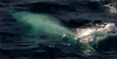 Marine Life Sea GIF by HuffPost - Find & Share on GIPHY