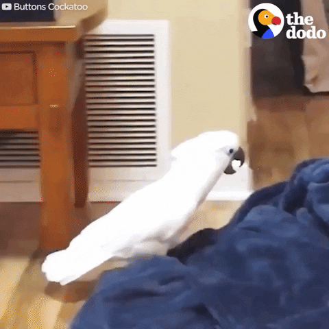 Bird What The Fluff GIF by The Dodo - Find & Share on GIPHY