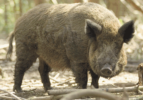 Wild GIF - Find & Share on GIPHY