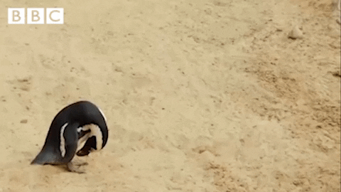 Scared Jump GIF by CBBC - Find & Share on GIPHY