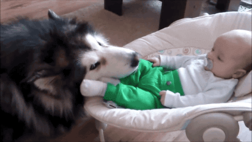 Dog Baby GIF - Find & Share on GIPHY