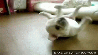 Roll Over GIF - Find & Share on GIPHY