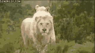 Lions GIF by Cheezburger - Find & Share on GIPHY