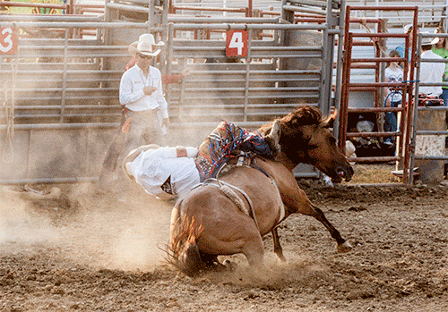 Rodeo GIFs - Find & Share on GIPHY