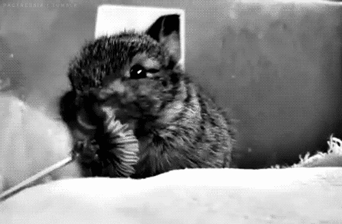 Bunny Eating GIFs - Get the best GIF on GIPHY