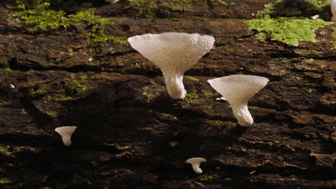 Mushrooms GIFs - Find & Share on GIPHY