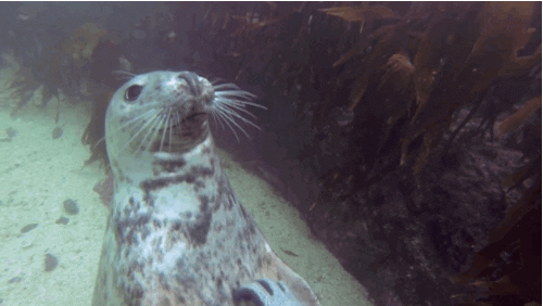 Sea Dog GIFs - Find & Share on GIPHY