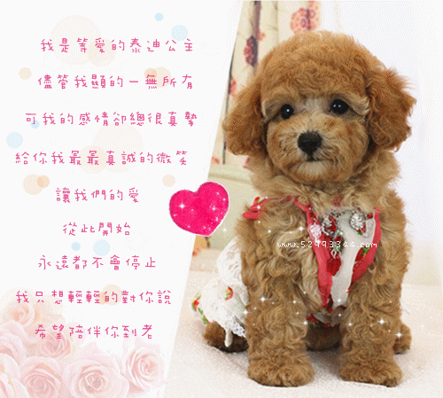 Toy Poodle GIFs - Get the best GIF on GIPHY