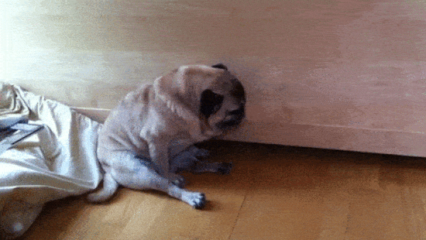 Thechive Find And Share On Giphy