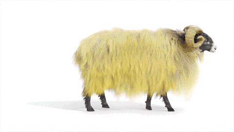 Sheep GIF - Find & Share on GIPHY