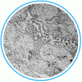 Microbiology GIF - Find & Share on GIPHY