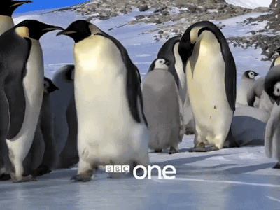 Penguins GIFs - Find & Share on GIPHY