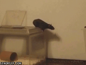 Mouse Jumping GIF by Cheezburger - Find & Share on GIPHY