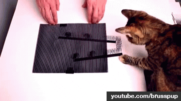 Cat Puzzle GIF by Daily Mail Online - Find & Share on GIPHY