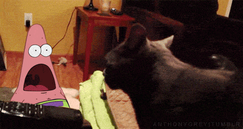 Cat Copy GIF - Find & Share on GIPHY