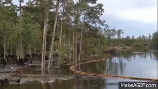 Swamp GIF - Find & Share on GIPHY