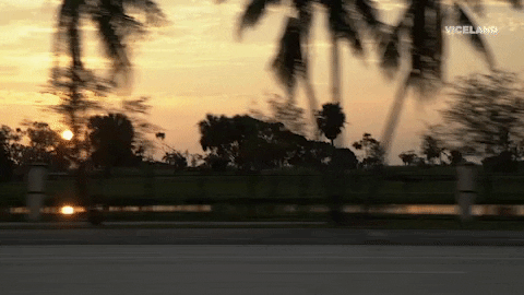 Florida GIF by DOPESICK NATION - Find & Share on GIPHY