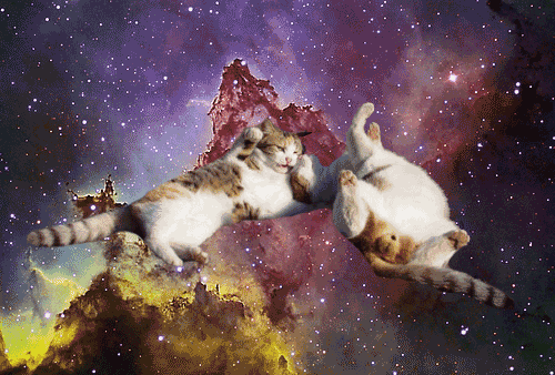 Cats In Space Cat GIF - Find & Share on GIPHY