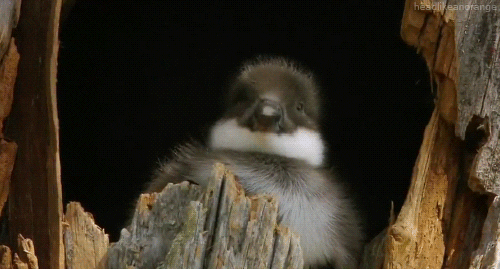 Goldeneye Duck Duckling GIF by Head Like an Orange - Find & Share on GIPHY