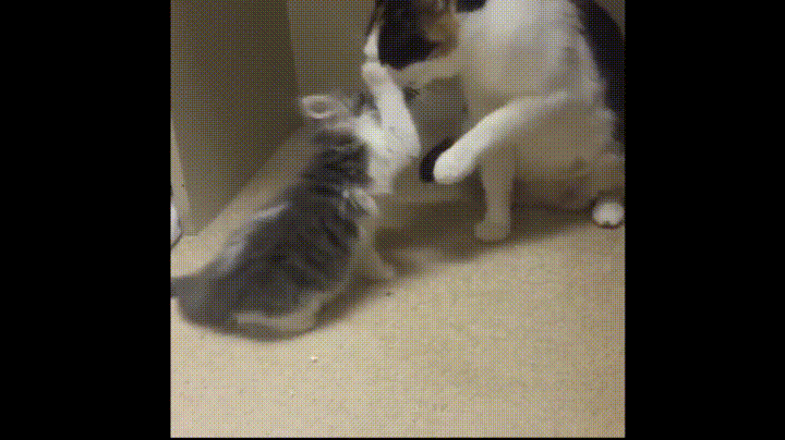 Cat Mom Hugs Baby Kitten Having Nightmare GIFs - Find & Share on GIPHY Cat Mom Hugs Baby Kitten Having Nightmare GIFs - Find & Share on GIPHY
