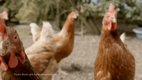 - Find & Share on GIPHY