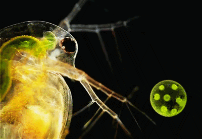 Microscope Algae GIF - Find & Share on GIPHY