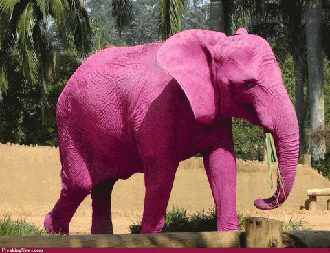 Elephant GIF - Find & Share on GIPHY