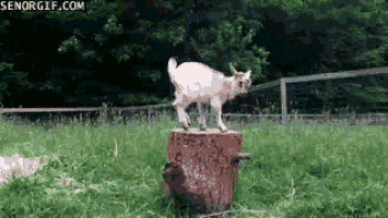Stump GIFs - Find & Share on GIPHY