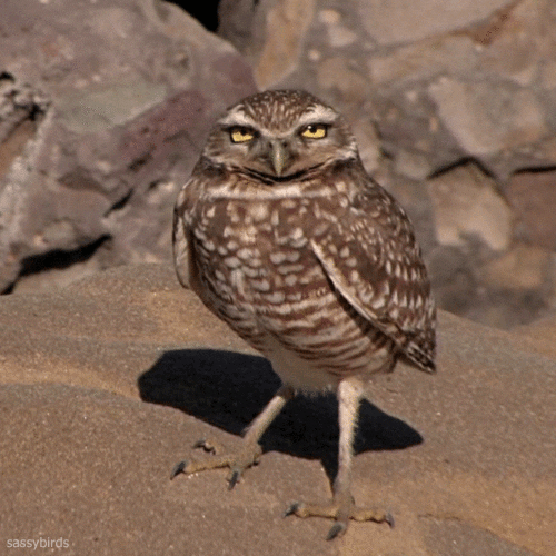 Sassy Birds GIFs - Find & Share on GIPHY