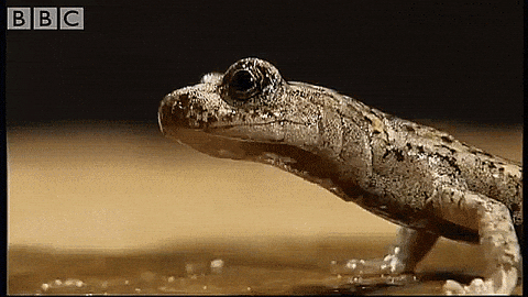 Salamander GIFs - Find & Share on GIPHY