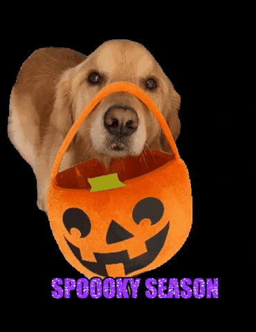 Trick Or Treat Halloween GIF - Find & Share on GIPHY