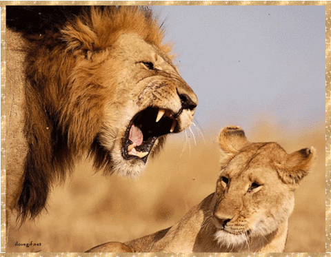 Lions GIFs - Find & Share on GIPHY